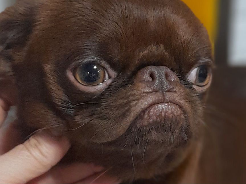 Пти брабансоны и гриффоны вязка