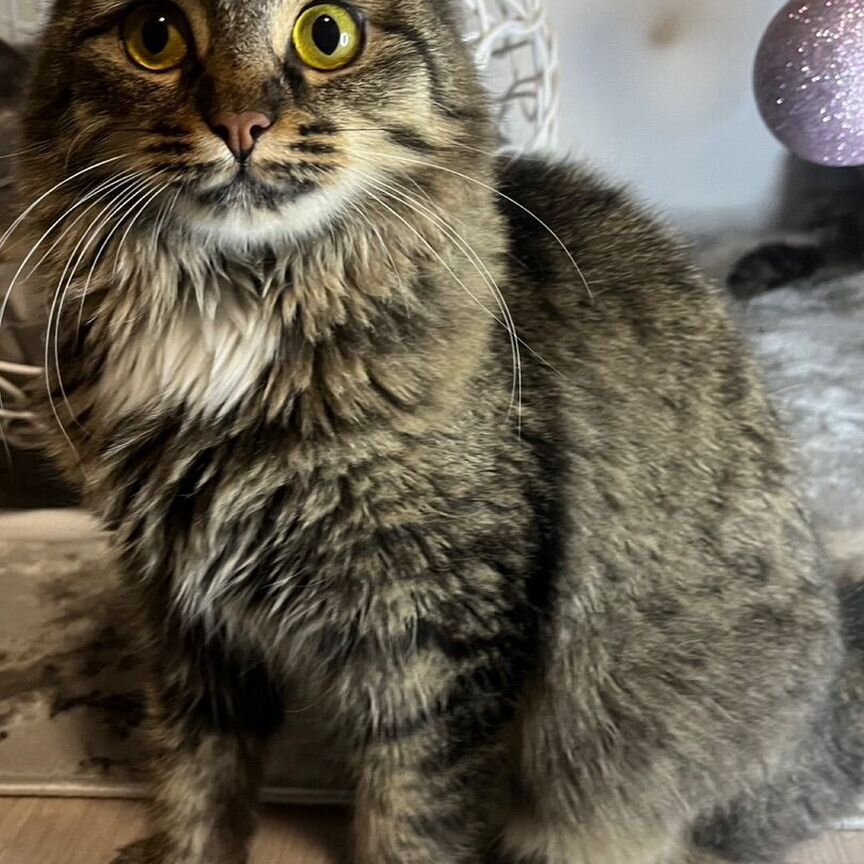 Кошка ищет дом