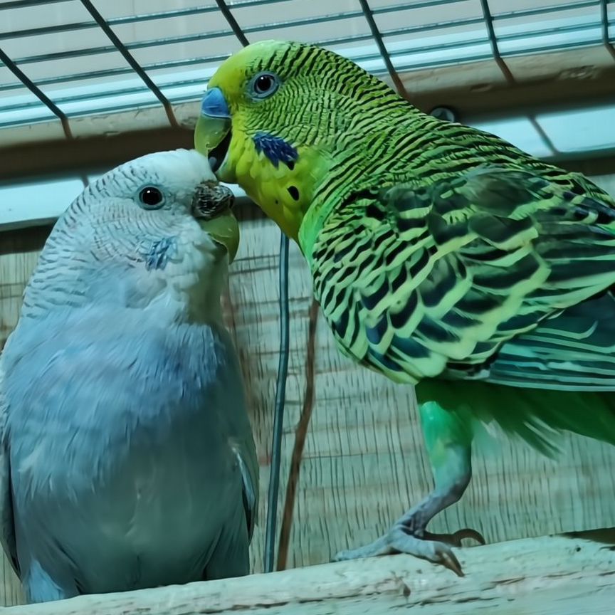 Пара волнистых попугаев. Самец и самка