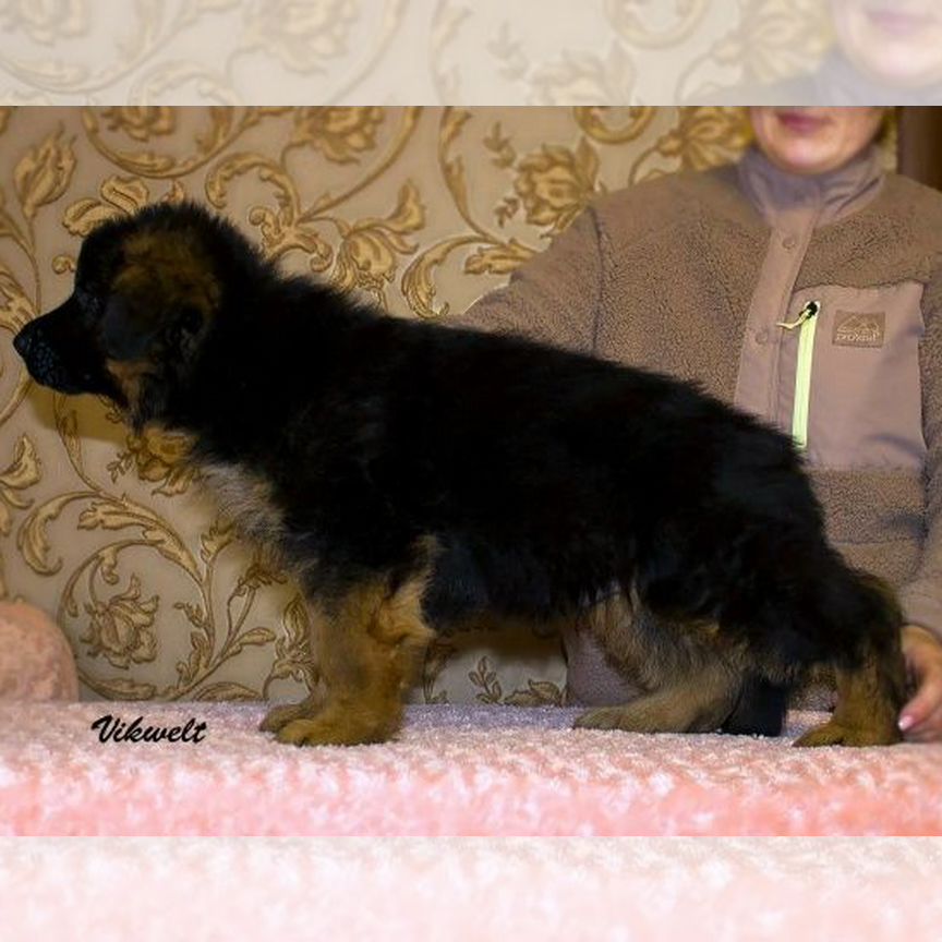 Немецкая овчарка, щенок