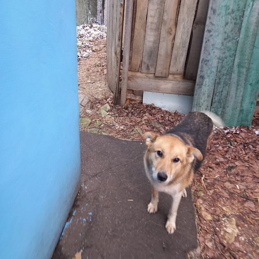 Лайма ищет новый дом