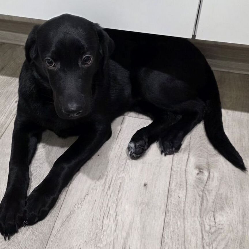 Лабрадор-ретривер, щенок