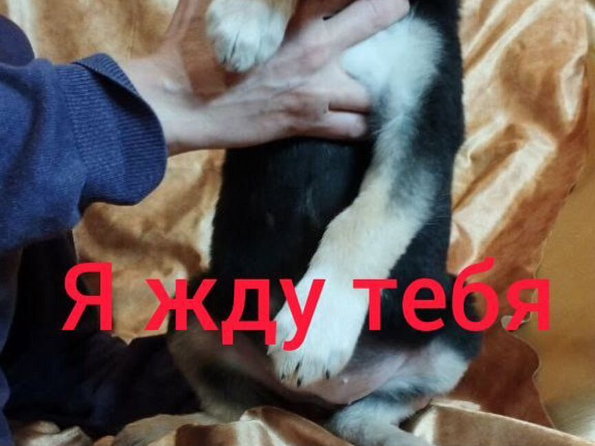 Щенки бесплатно