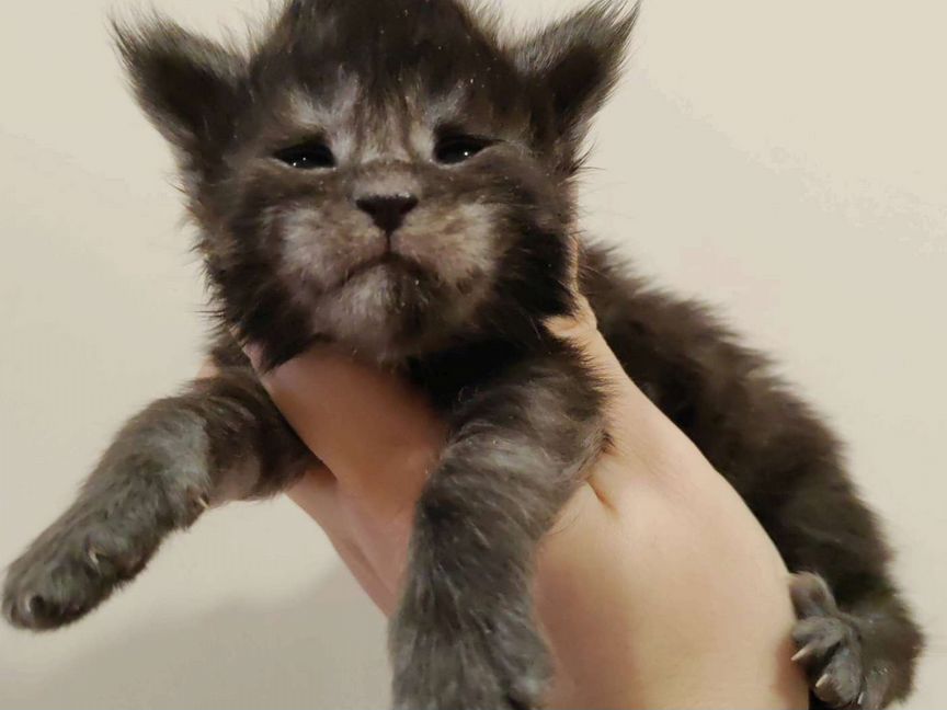 Коты чёрные дымы