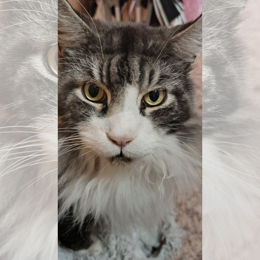 Мейн-кун, взрослая кошка