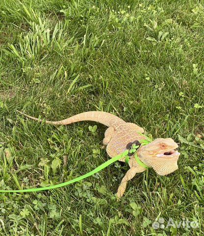 Бородатая агама ящерица