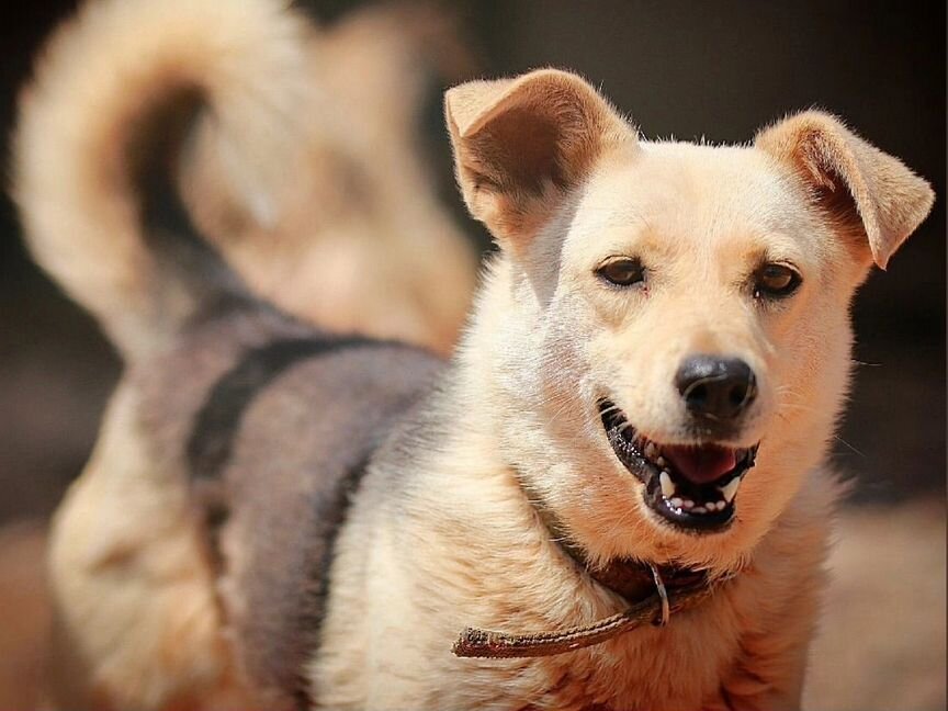 Собака Хася в добрые руки