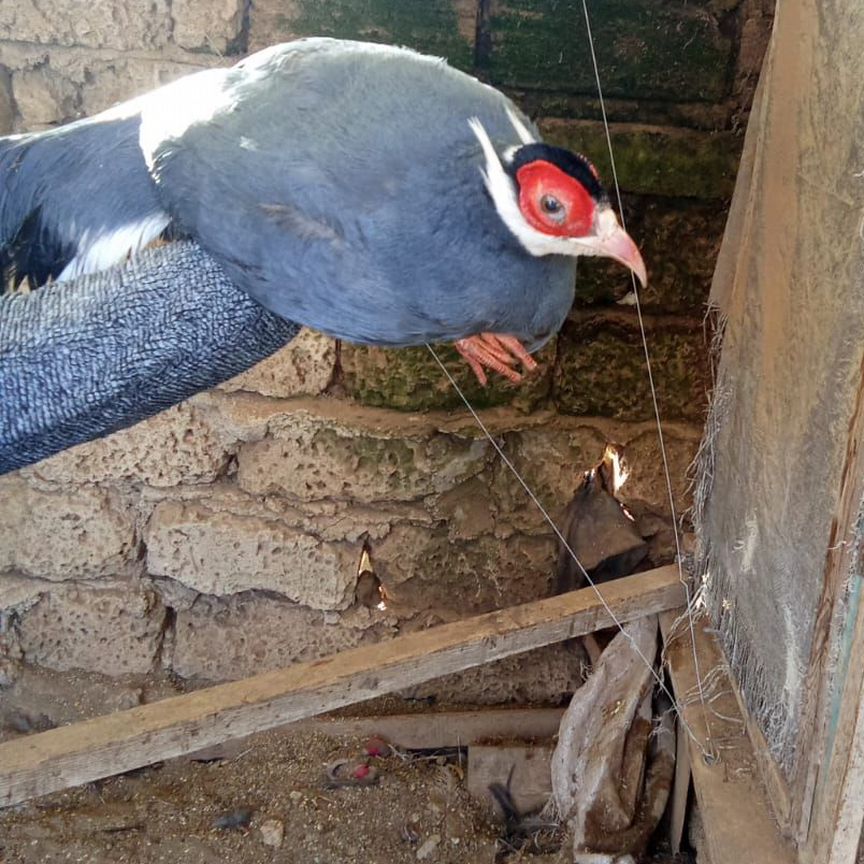 Фазаны пара