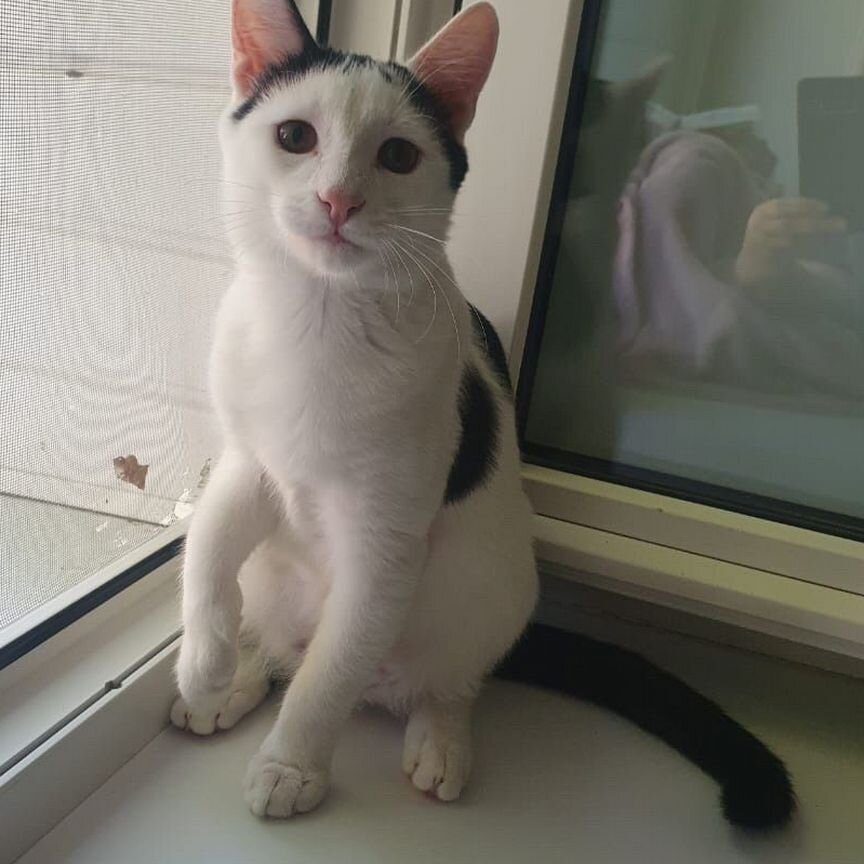 Котенок