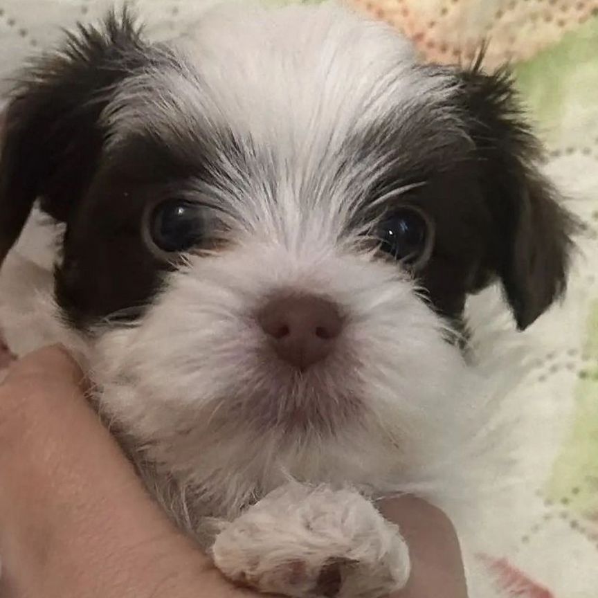 Бивер-йоркширский терьер, щенок