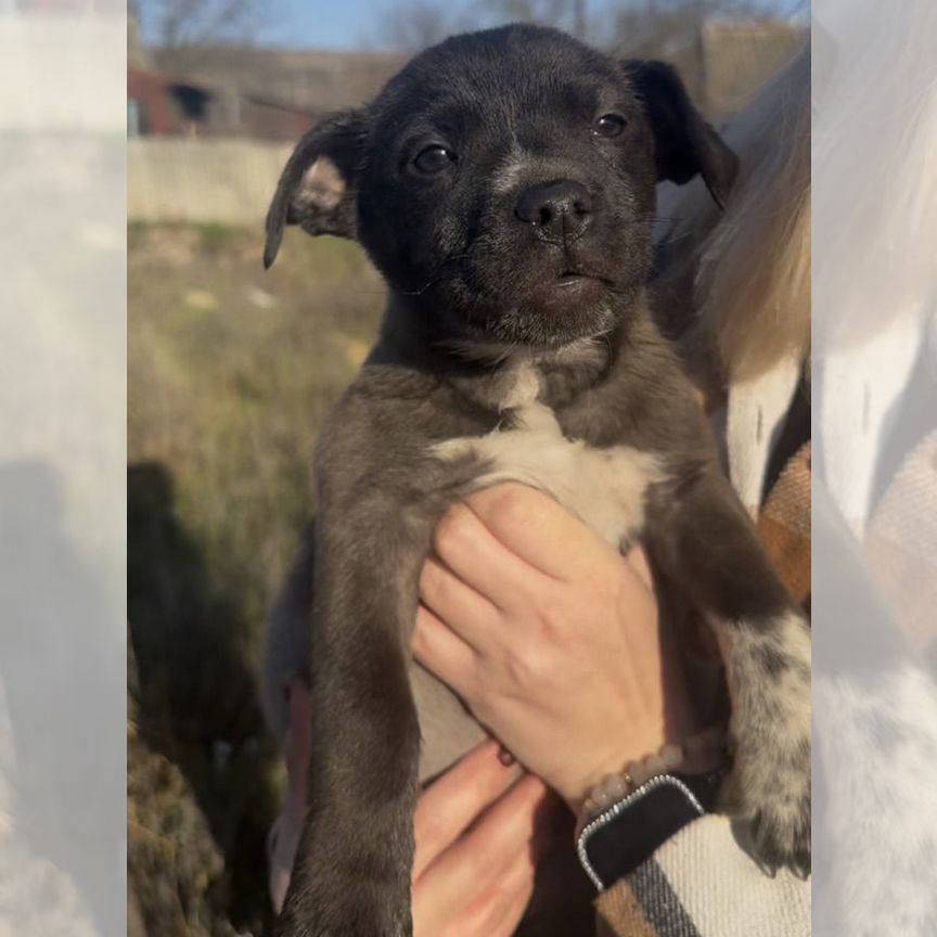 Американский стаффордширский терьер, щенок