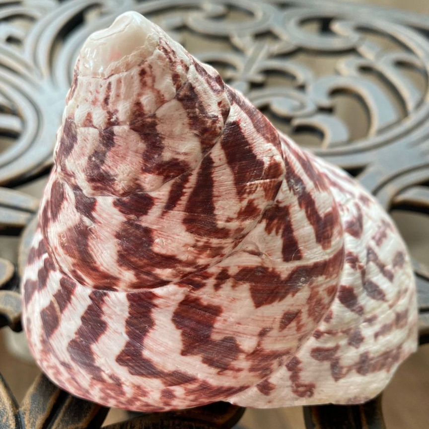 Морские ракушки раковины