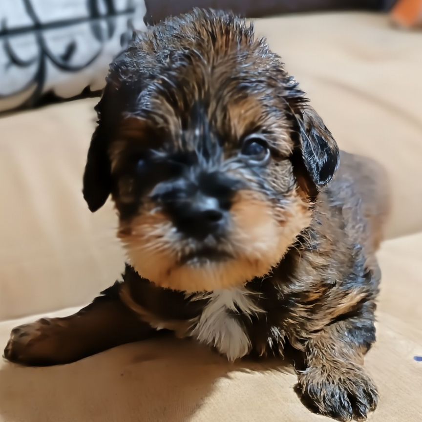 Мальтипу, щенок