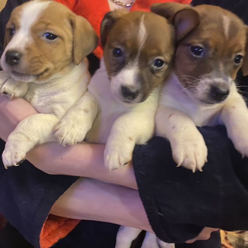 Джек-рассел-терьер, щенок