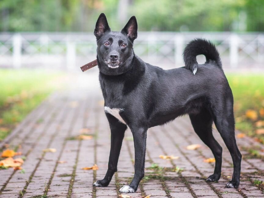 Собаки из приюта: Альма, ниже колена