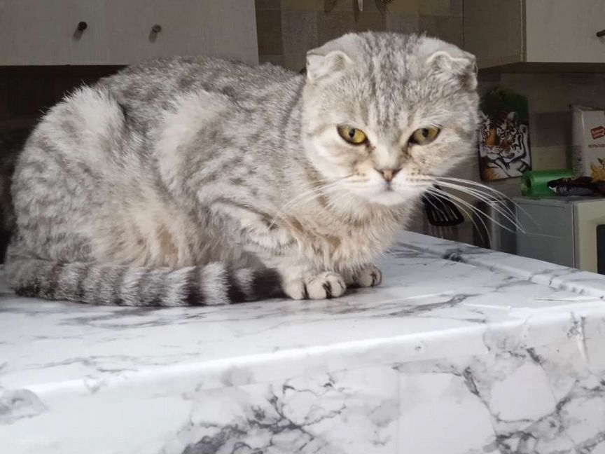 Кошка