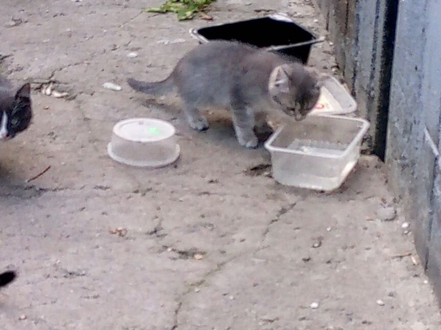 Котята в добрые руки