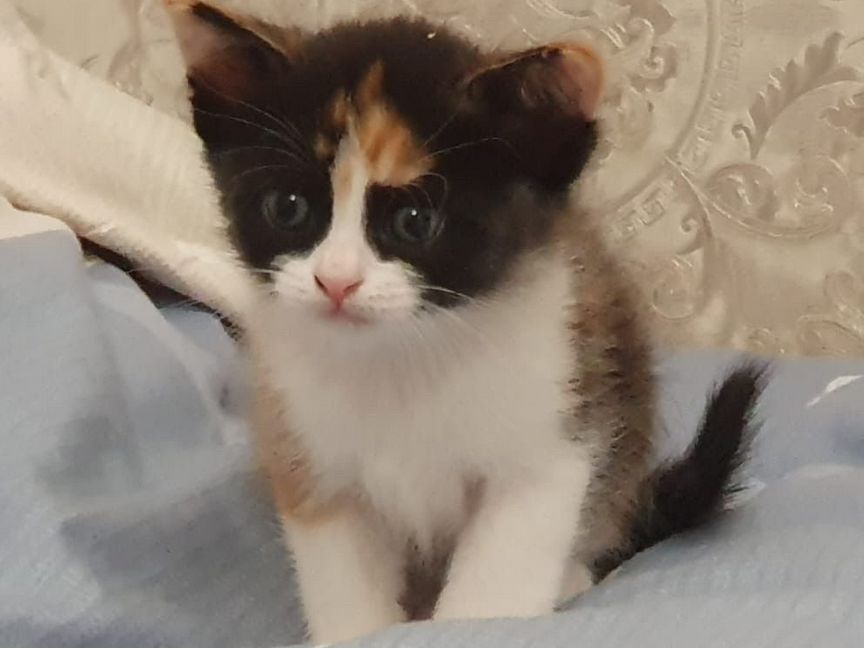 Котенок девочка черепашка