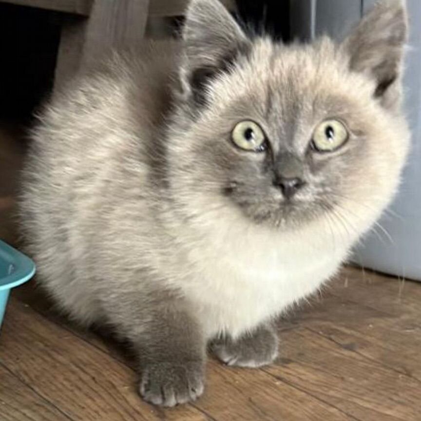 Тайский котёнок