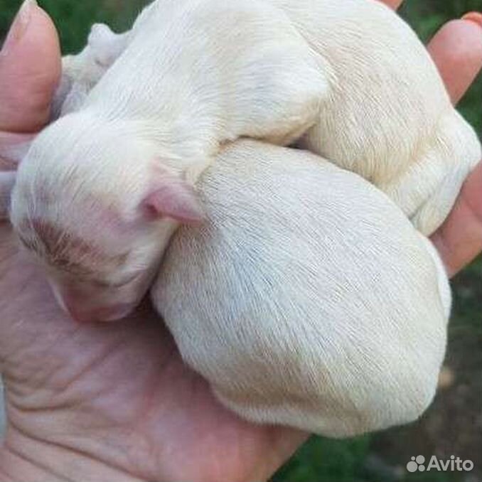 Щенок Хаванез гипоаллергенный Гаванский Кубинский