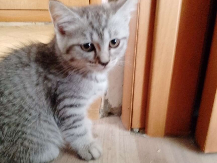 Кошка