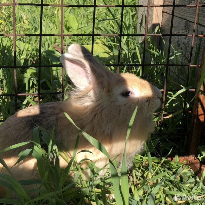 Вязка декоративный кролик