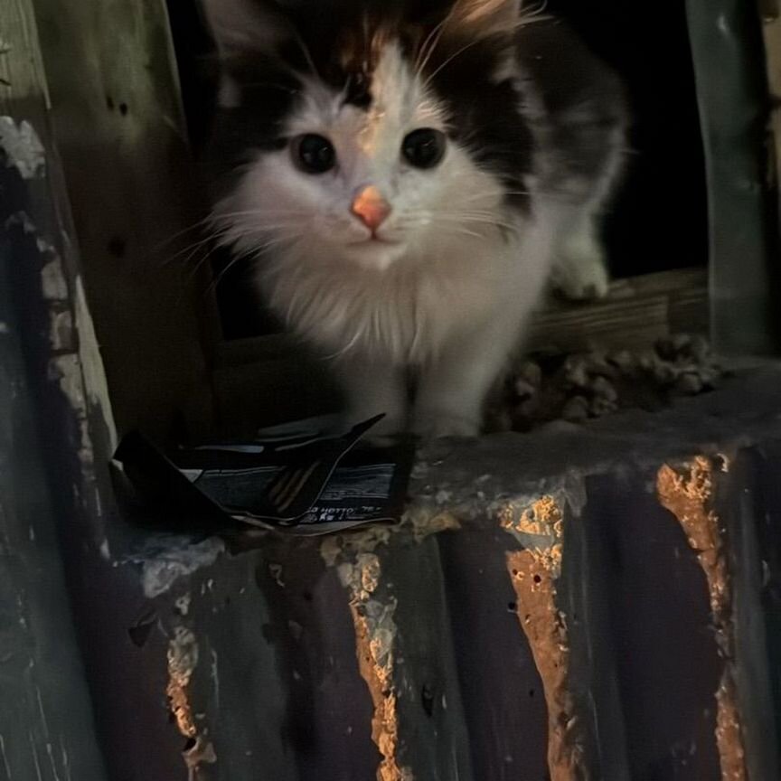 Пропадает на улице котенок