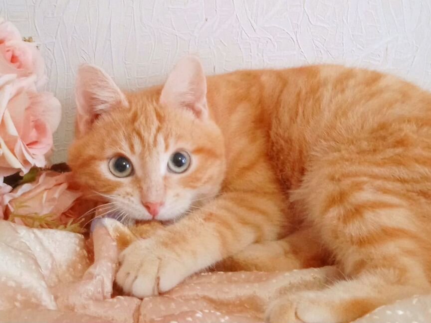 Рыжее солнышко ласковый котенок бесплатно