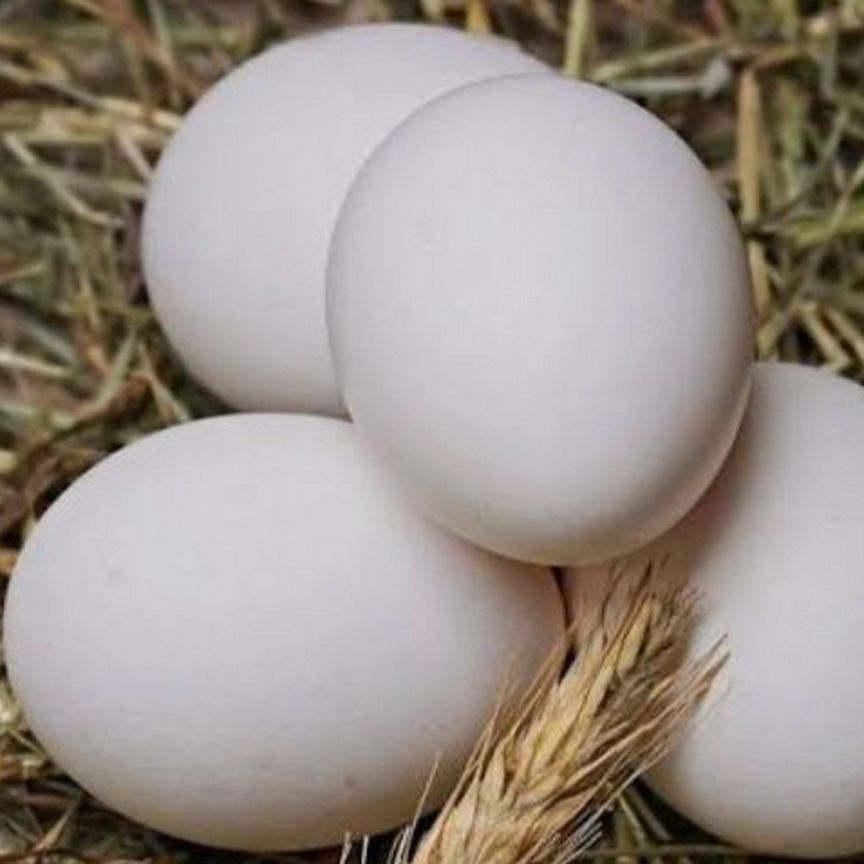 Домашние куриные яйца