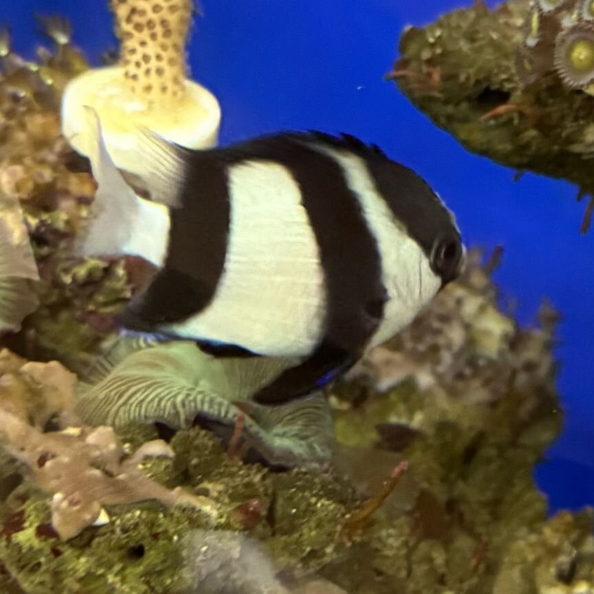 Рыба дасцил зебра