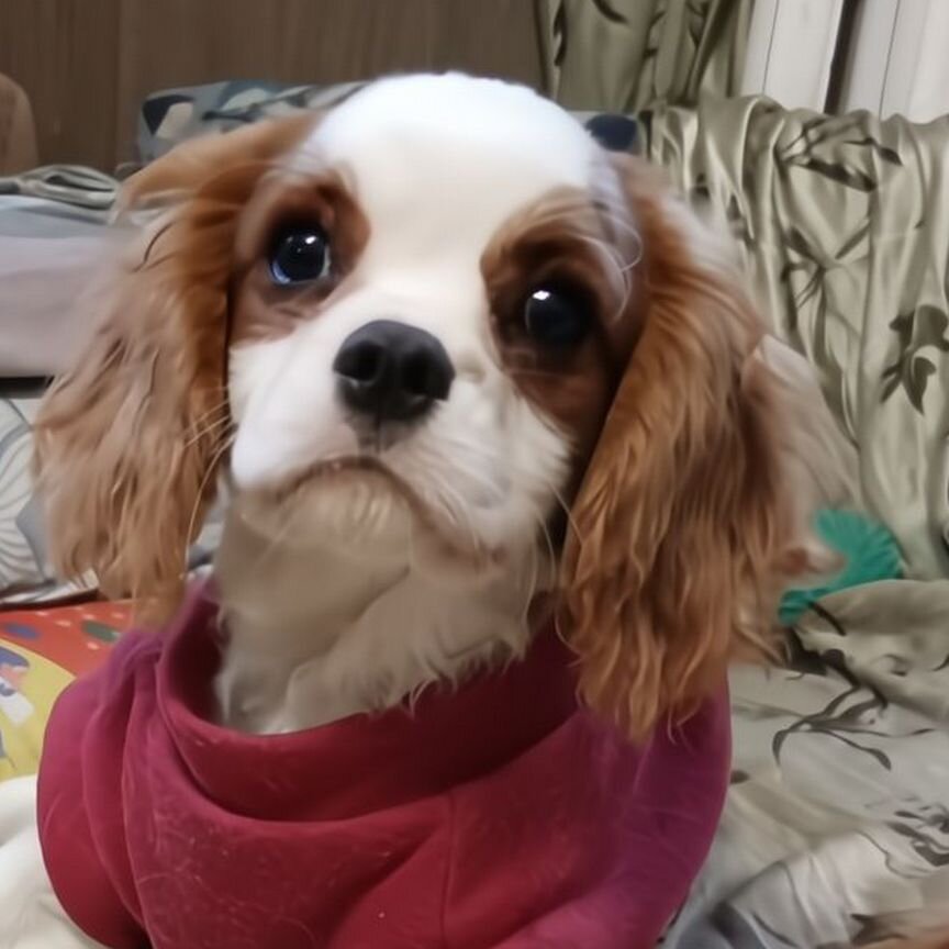 Кавалер кинг-чарльз-спаниель, щенок