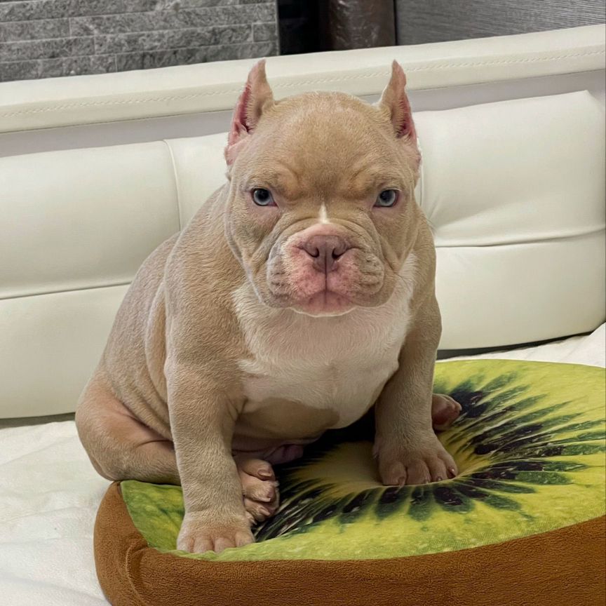 Американский булли микро экзот