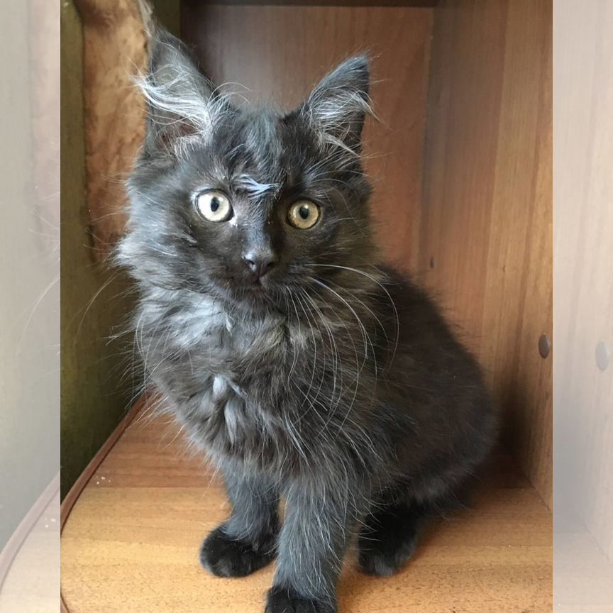 Котёнок от частного владельца