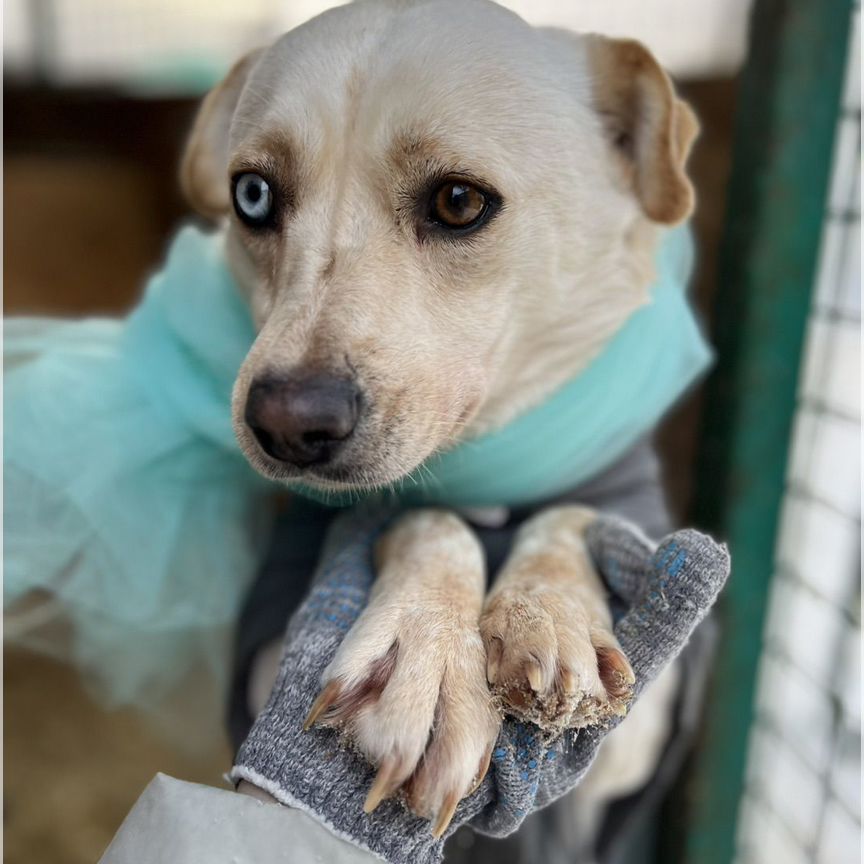 Взрослая собака в добрые руки