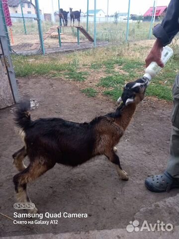 Нубийские козы козлы козлята