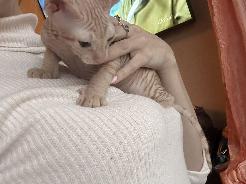 Донской сфинкс замшевый