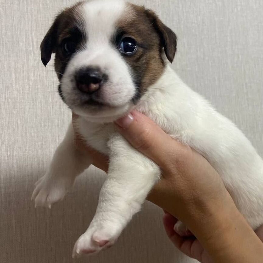 Щенки джек рассел терьер