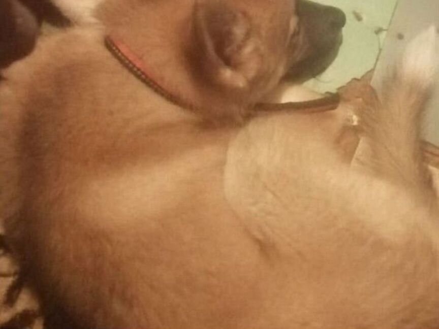 Отдам в добрые руки помесь лайка и овчарка добрый