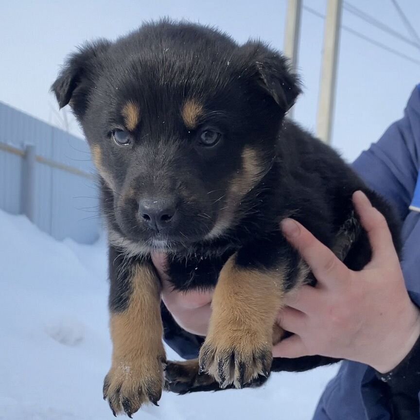 Щенок в добрые руки