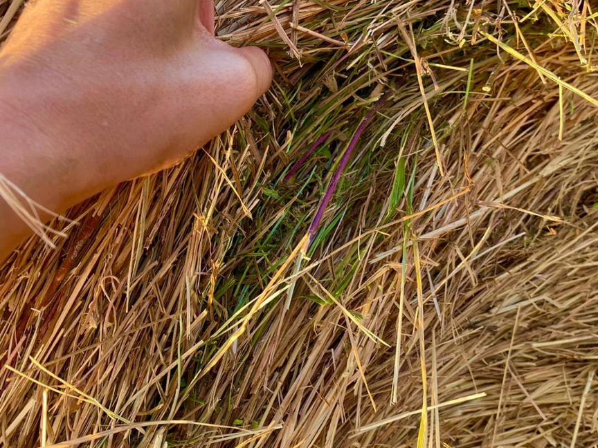 Продам сено