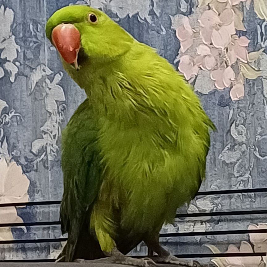 Ожереловый попугай