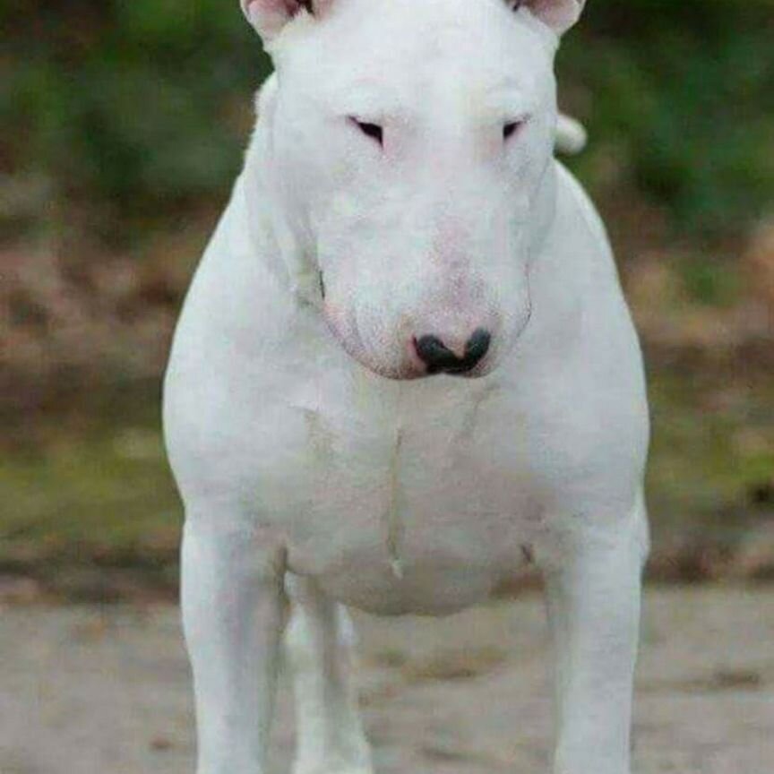 Предлагаются к резерву две малышки