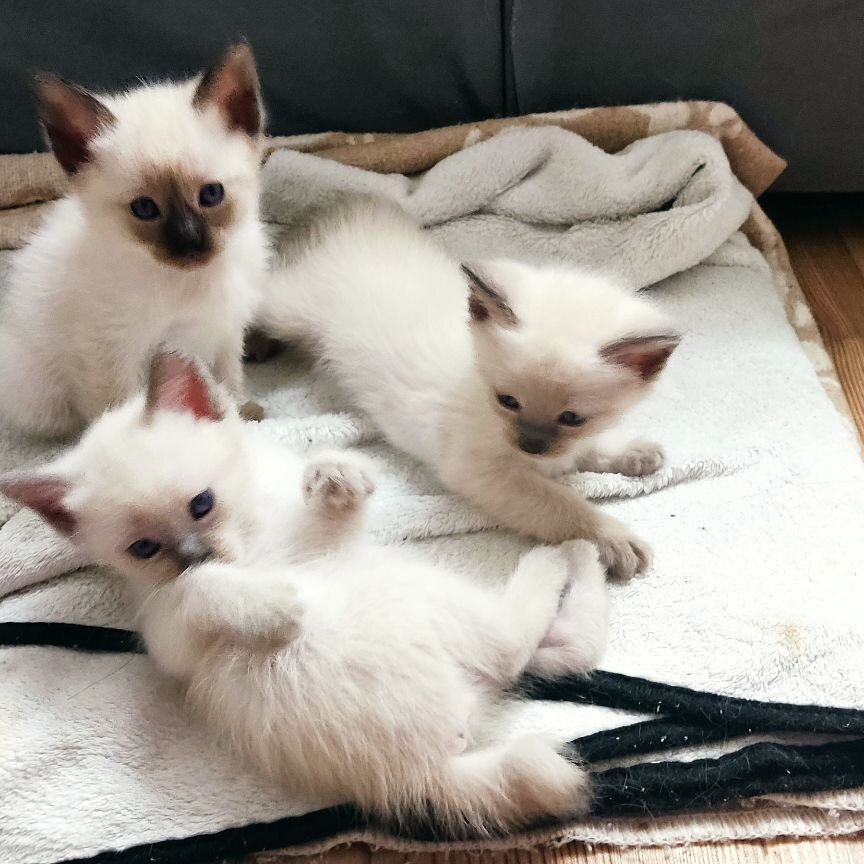 Тайские котята девочки