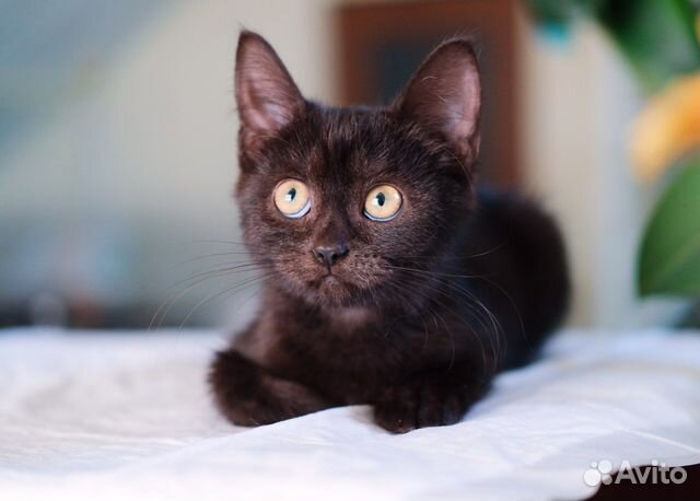 Маленький котёнок Гав 2,5 мес. девочка