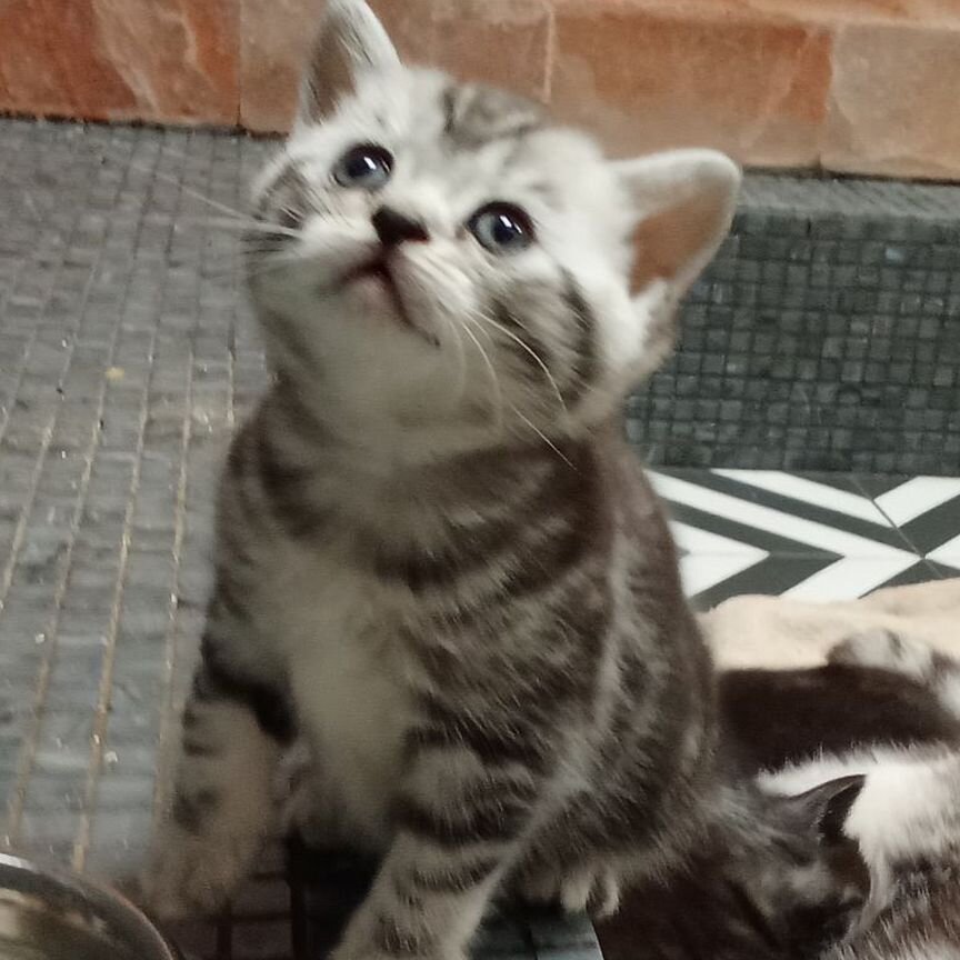 Шотландские мраморные котята