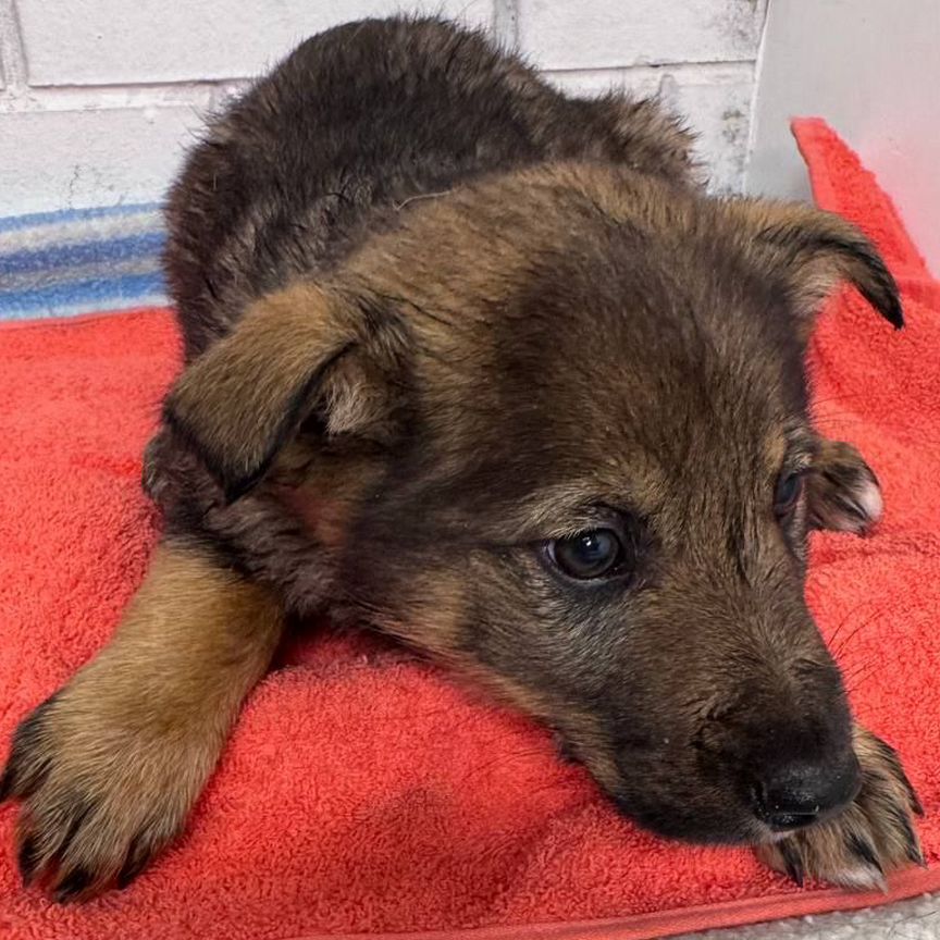 Щенок в добрые руки