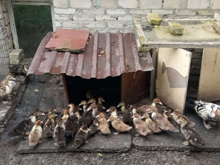 Продам утят шипуны