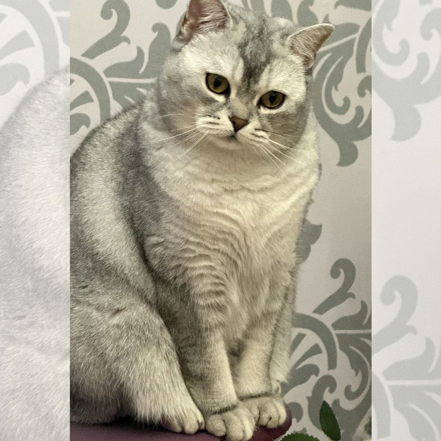 Шотландская прямоухая короткошёрстная, взрослая кошка