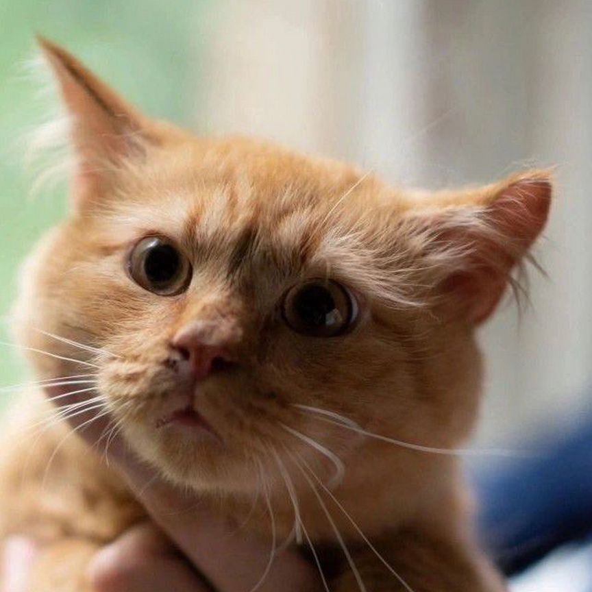 Рыжий кот Симба