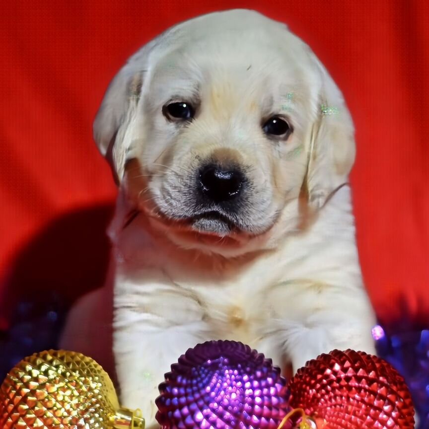 Лабрадор-ретривер, щенок